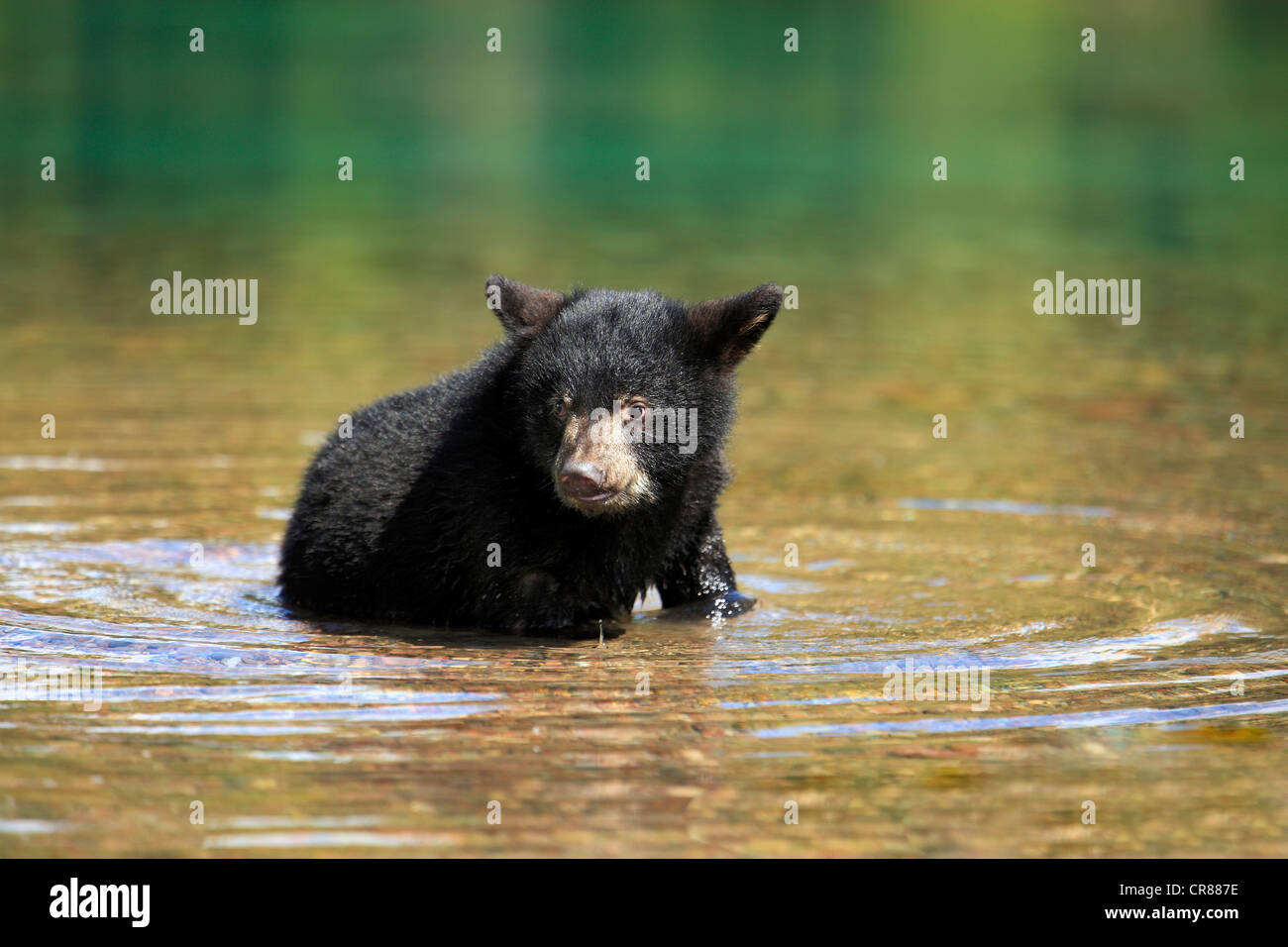 Bear Cub In Water Stock Photos & Bear Cub In Water Stock Images - Alamy