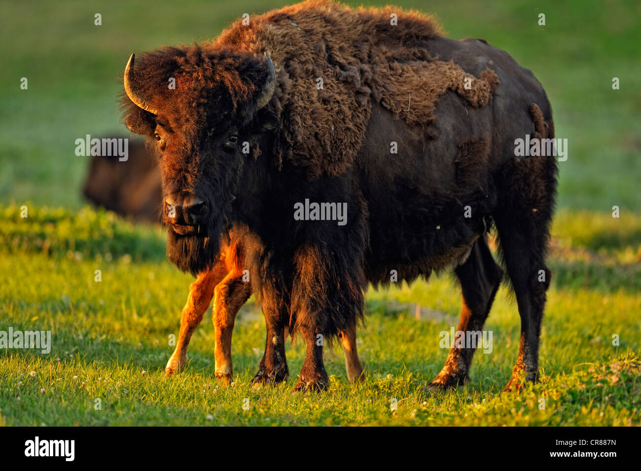 American Bison (Bison bison) Grazing herd in early spring, Theodore ... American Bison (Bison bison) Grazing herd in early spring, Theodore ...