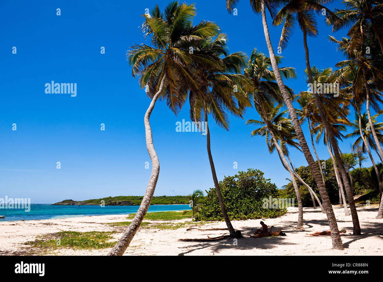 France, Martinique (French West Indies), Cap Chevalier, Anse Michele ...