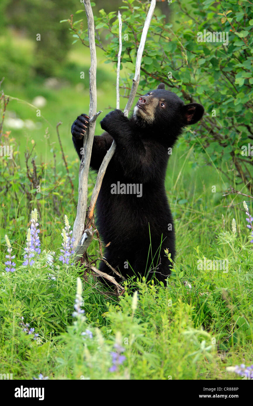 American Black Bear (Ursus americanus), cub, six months, Montana, USA ...