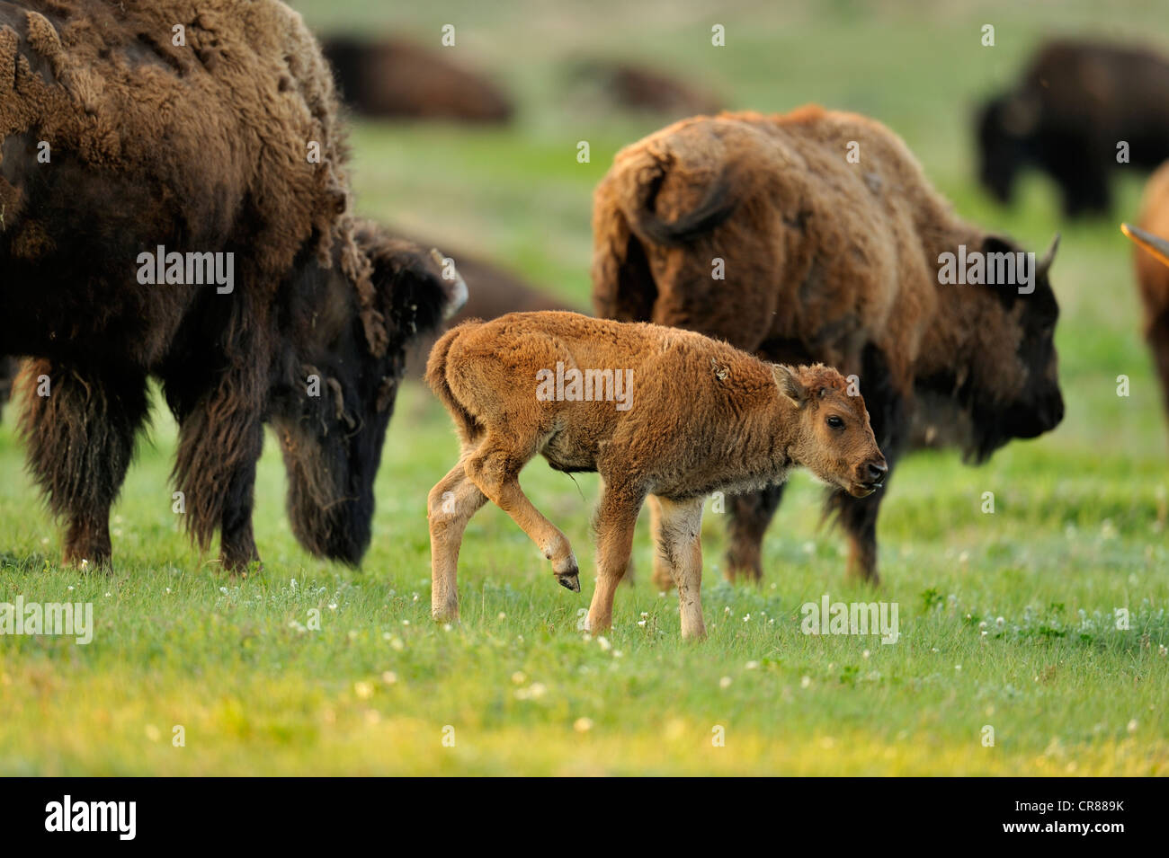 American Bison (Bison bison) Grazing herd in early spring, Theodore ... American Bison (Bison bison) Grazing herd in early spring, Theodore ...