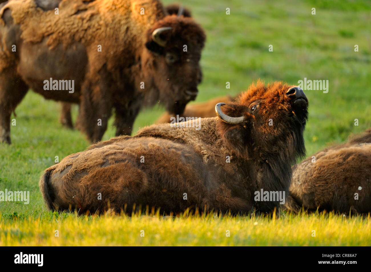 American Bison (Bison bison) Grazing herd in early spring, Theodore ... American Bison (Bison bison) Grazing herd in early spring, Theodore ...