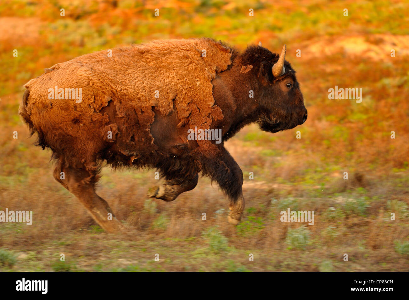 American Bison (Bison bison) Grazing herd in early spring, Theodore ... American Bison (Bison bison) Grazing herd in early spring, Theodore ...