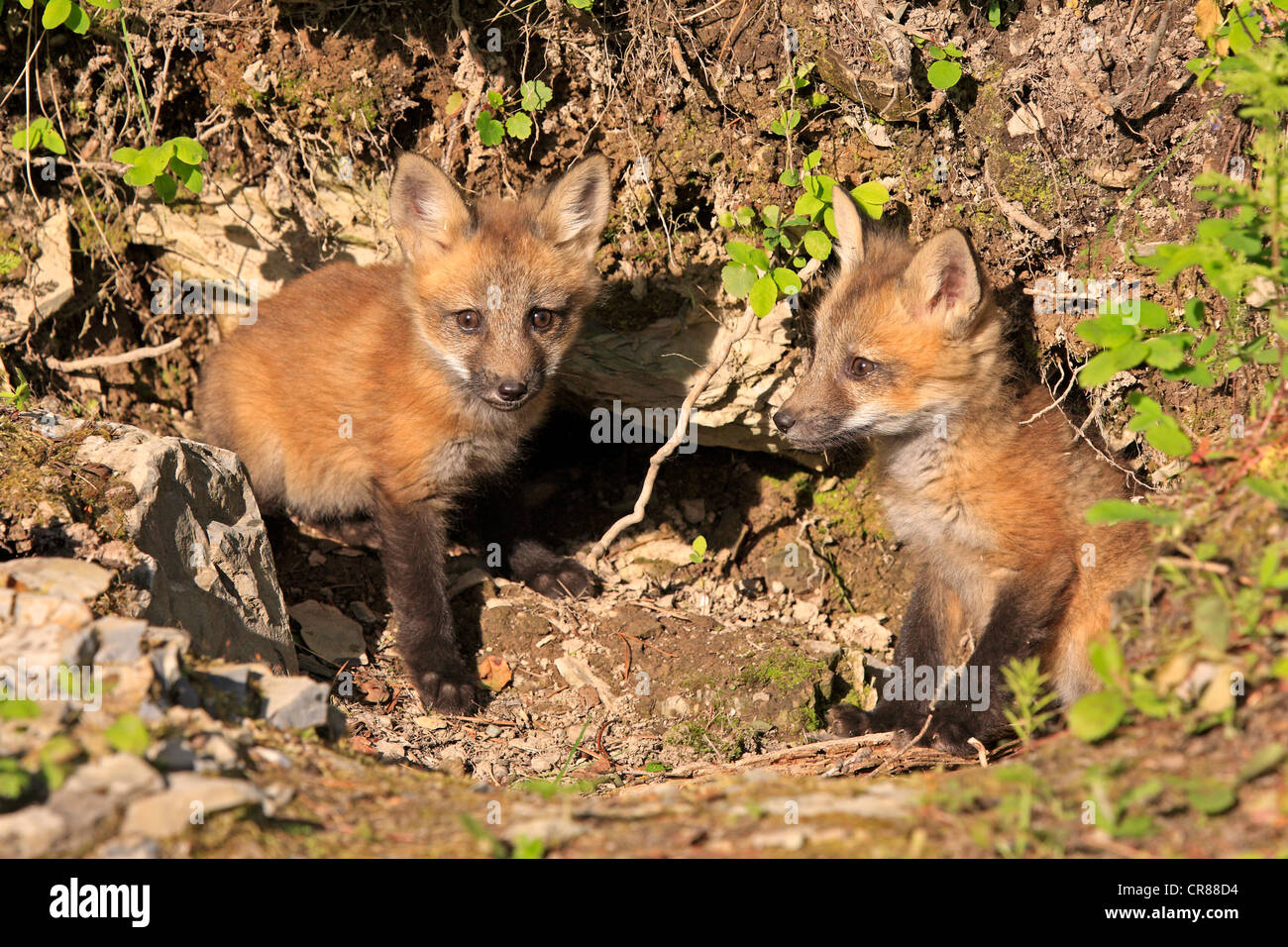 Red Foxes (Vulpes vulpes), two pups, ten weeks, at the den, Montana ...