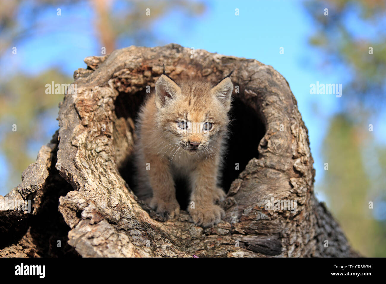 Canada Lynx (Lynx canadensis), young, eight weeks, den, tree trunk ...