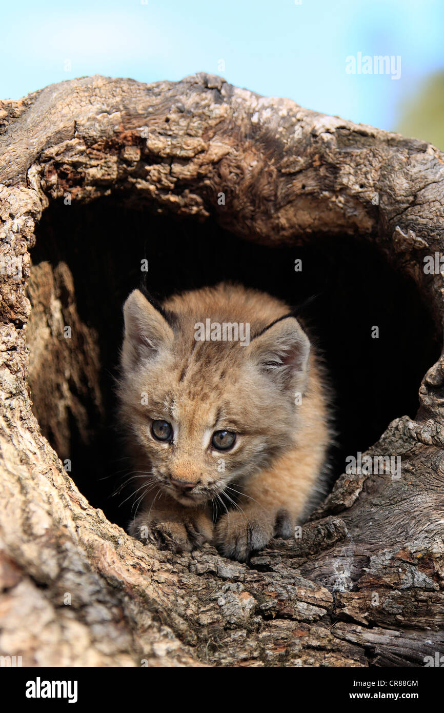 Canada Lynx (Lynx canadensis), portrait, young, eight weeks, den, tree ...