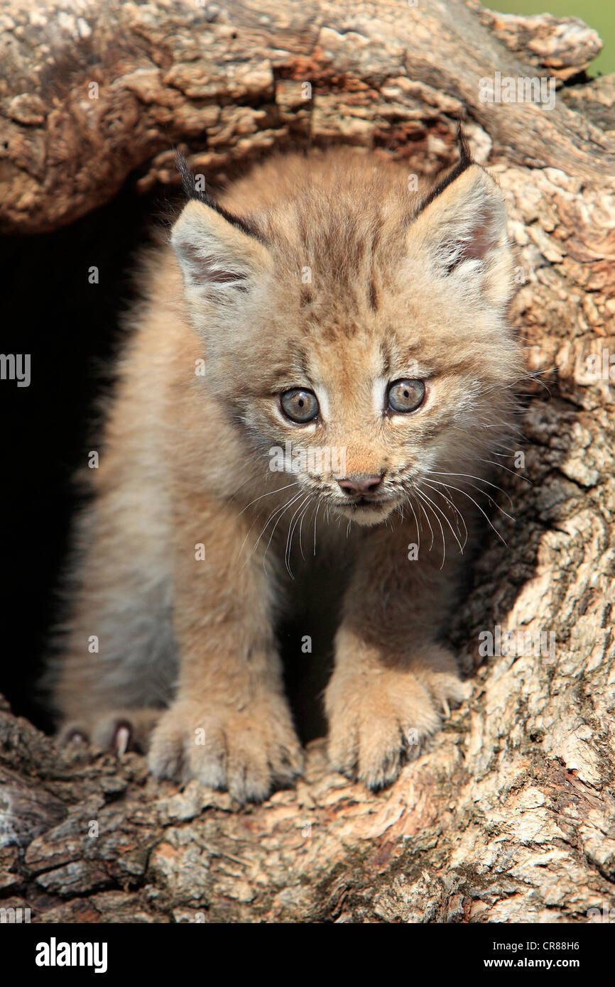 Canada lynx (Lynx canadensis), young, eight weeks, den, tree trunk ...