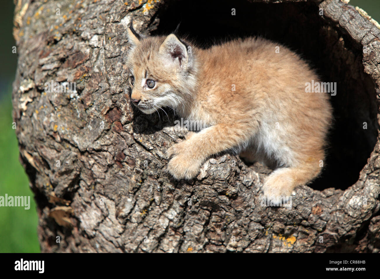Canada lynx (Lynx canadensis), young, eight weeks, den, tree trunk ...