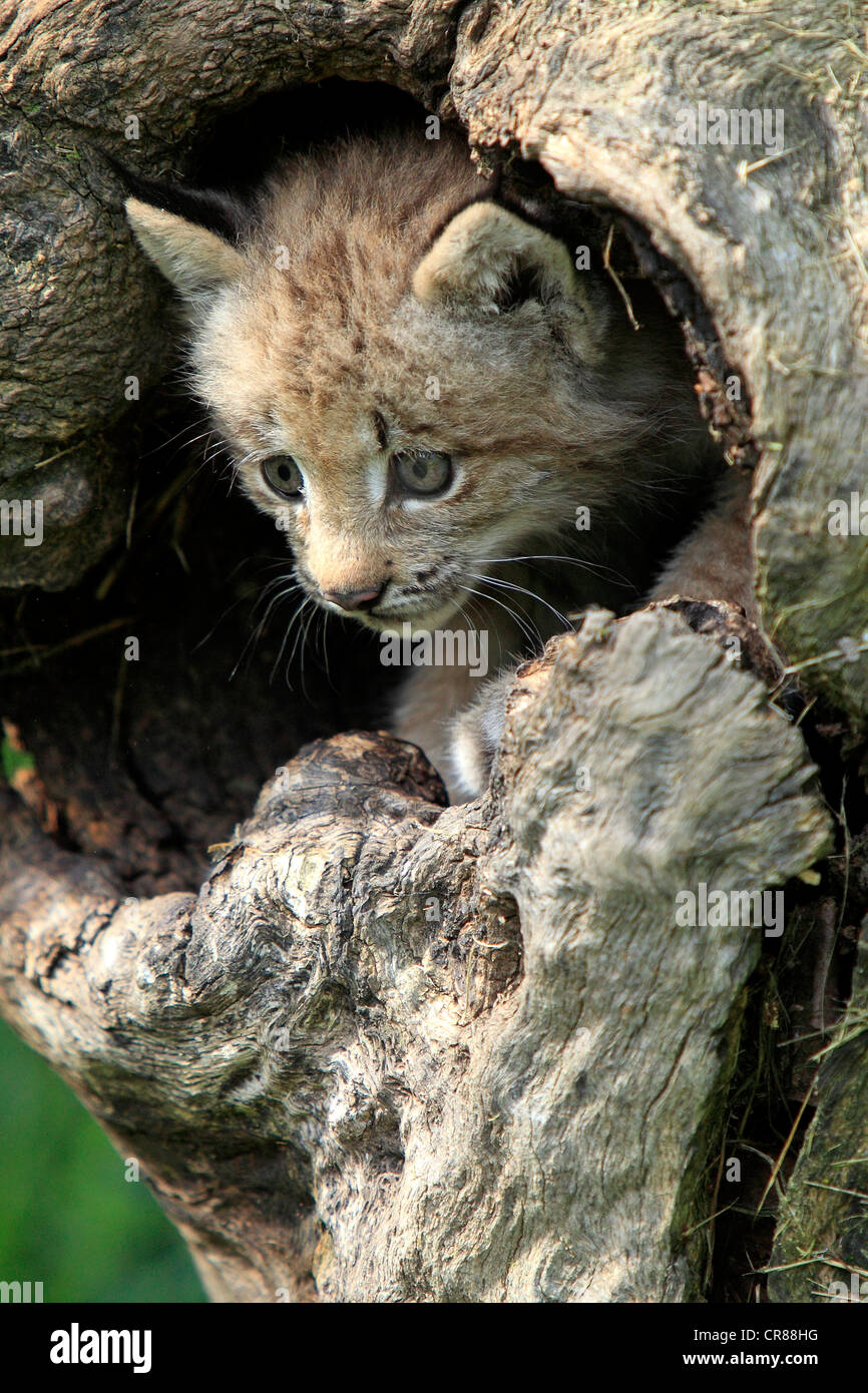 Canada lynx den hi-res stock photography and images - Alamy