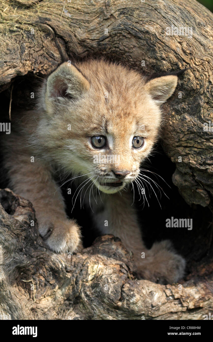 Young eight hi-res stock photography and images - Alamy