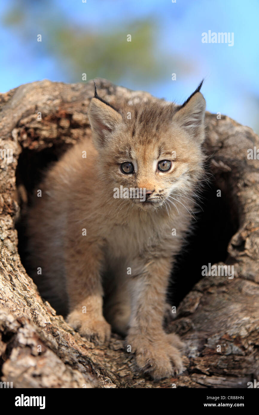 Canada lynx (Lynx canadensis), young, eight weeks, den, tree trunk ...