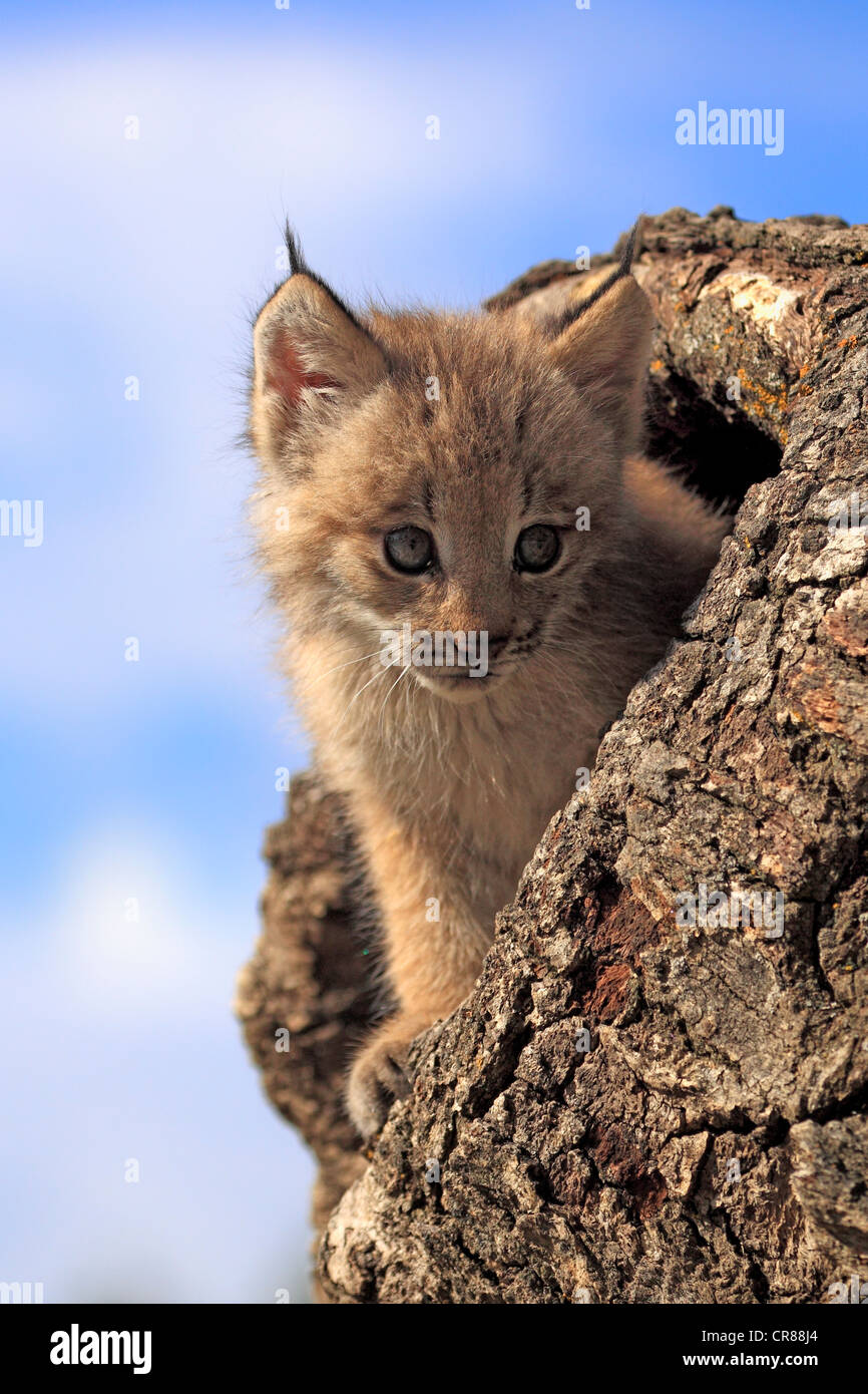 Canada lynx (Lynx canadensis), young, eight weeks, den, tree trunk ...