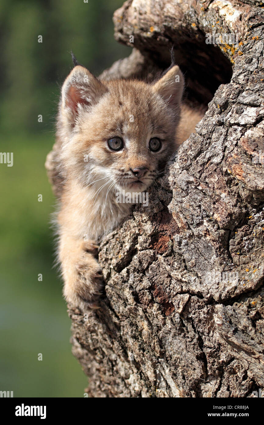 Canada lynx den hi-res stock photography and images - Alamy