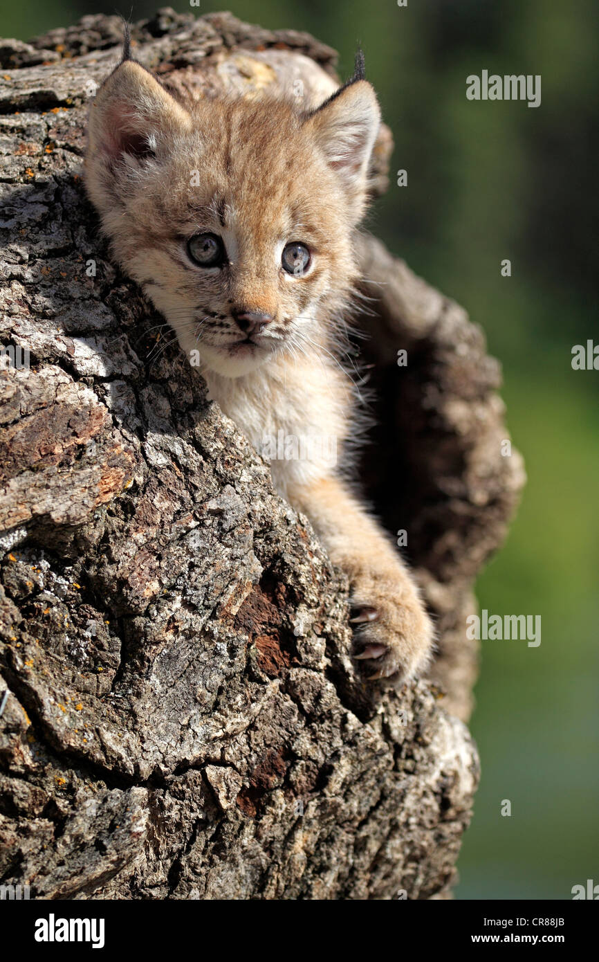 Canada lynx (Lynx canadensis), young, eight weeks, den, tree trunk ...
