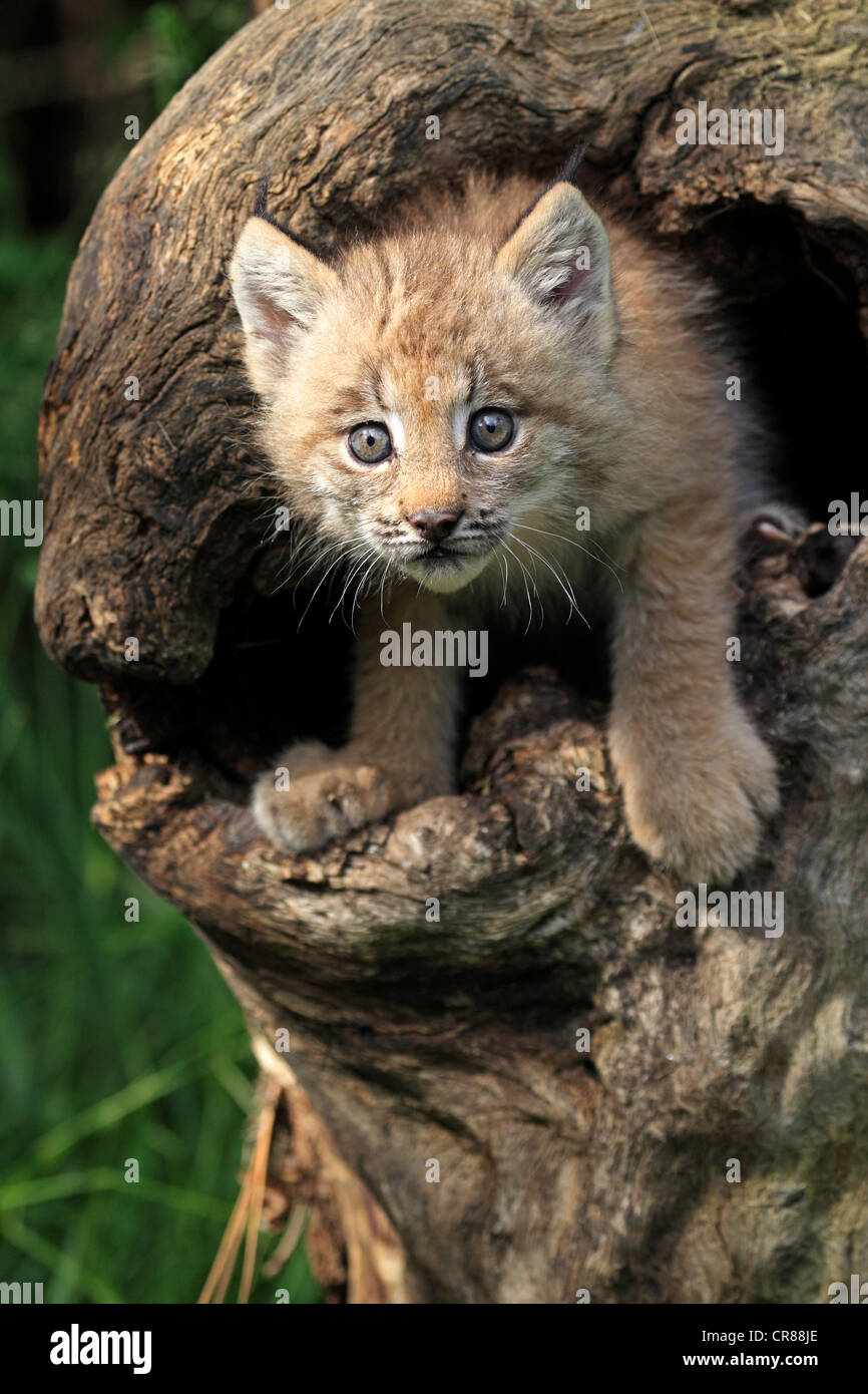 Canada lynx hi-res stock photography and images - Alamy