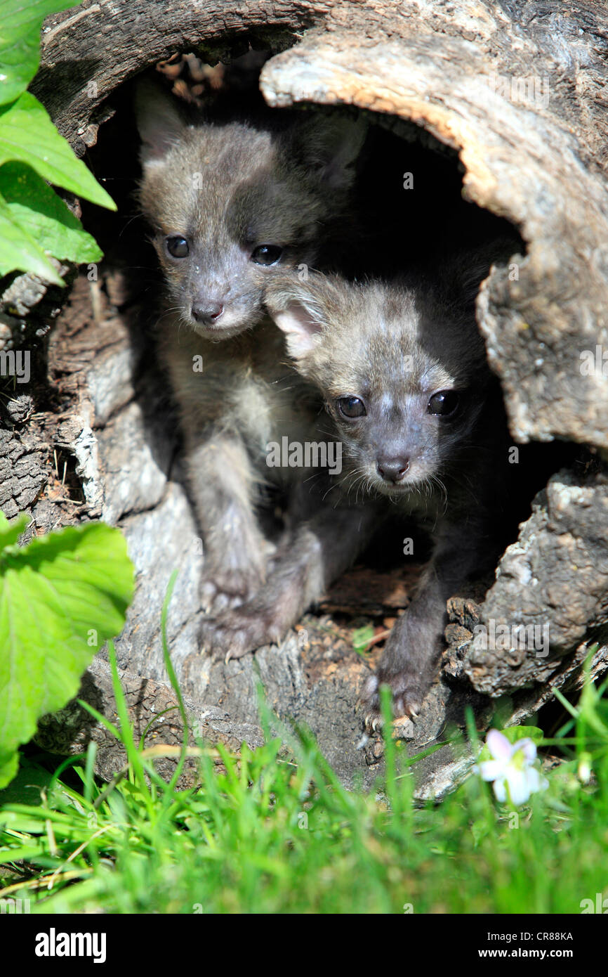 Gray foxes (Urocyon cinereoargenteus), two kits, nine weeks old ...