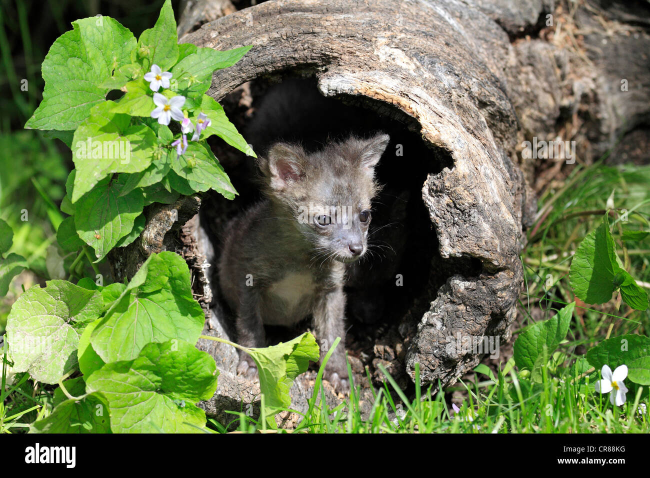 Gray fox (Urocyon cinereoargenteus), kit, nine weeks old, looking out ...
