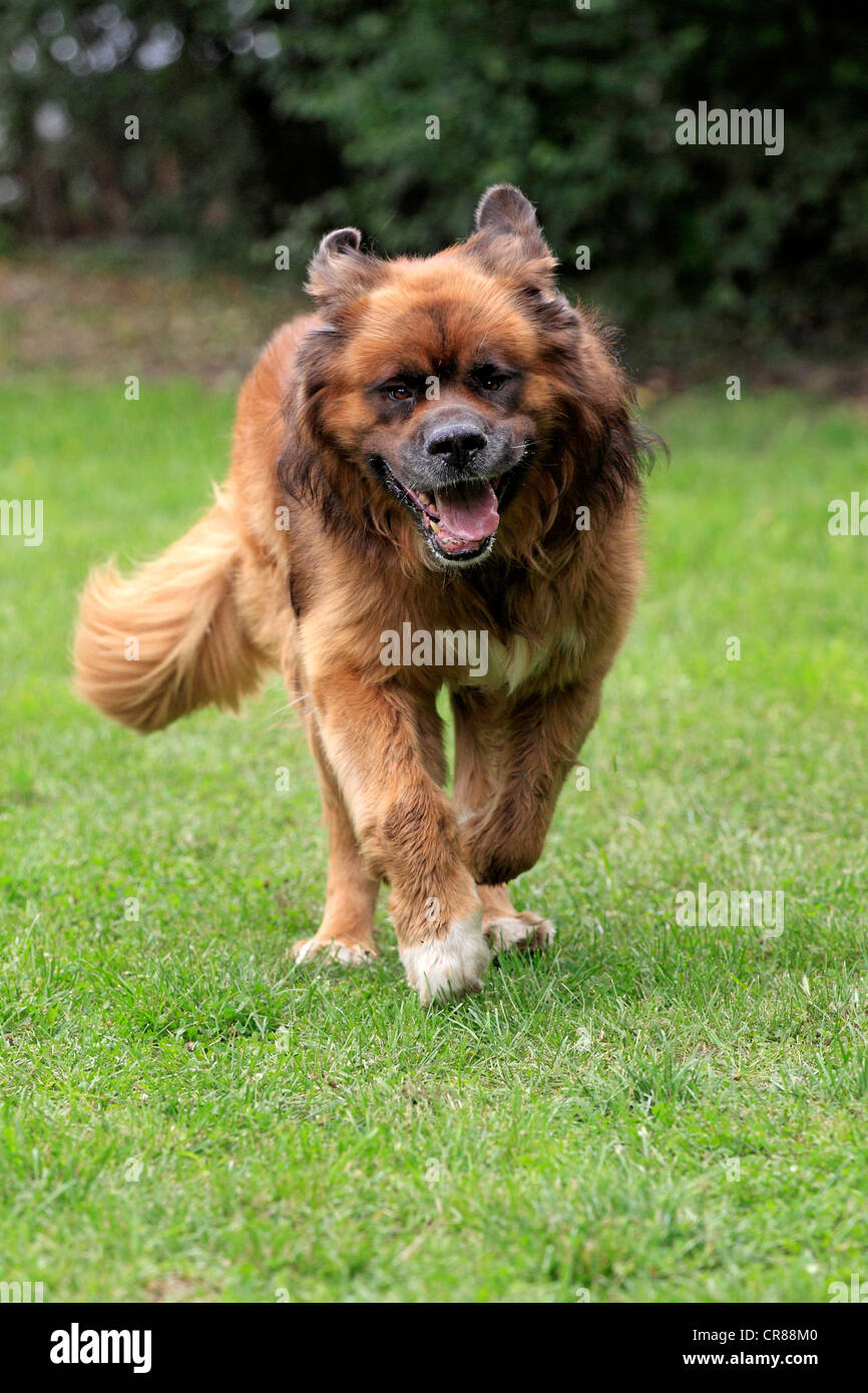 Germanic beardog, running Stock Photo - Alamy