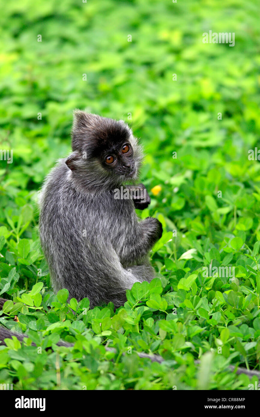 Silvery lutung (Trachypithecus cristatus), Labuk Bay, Borneo, Malaysia ...