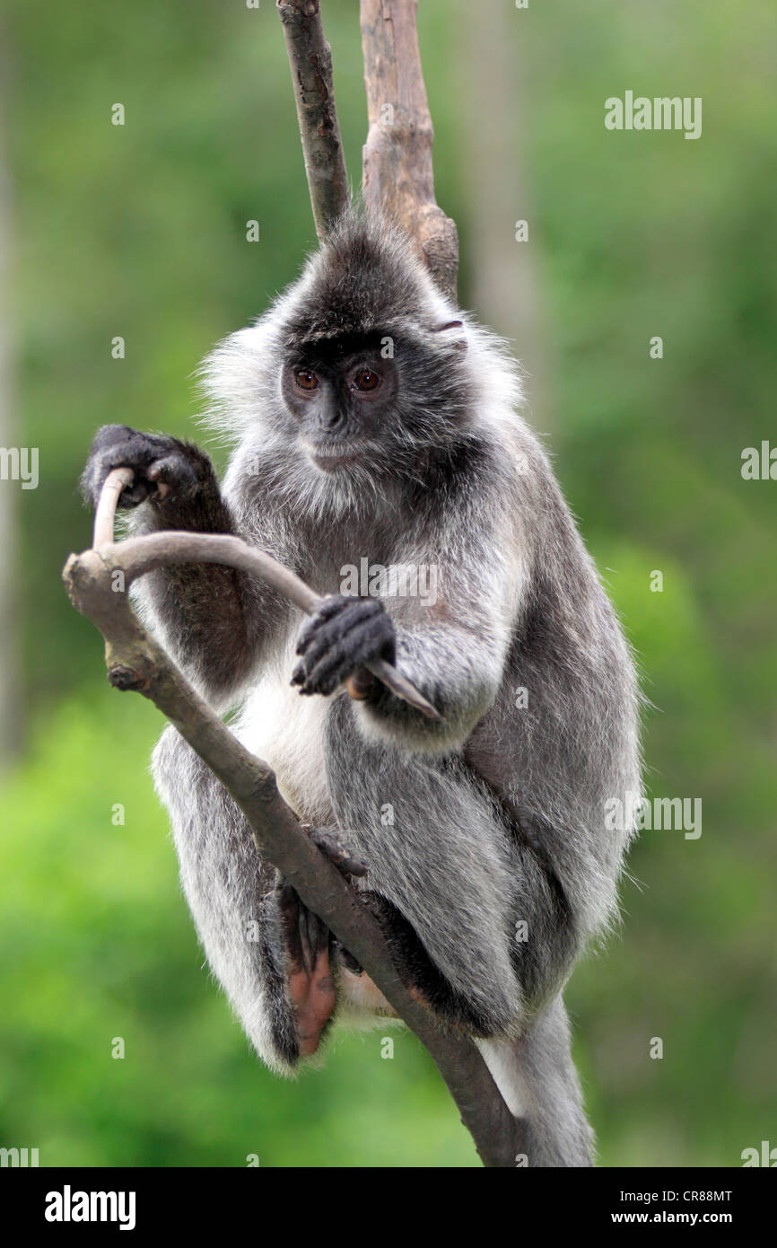 Silvery lutung (Trachypithecus cristatus), on tree, Labuk Bay, Borneo ...