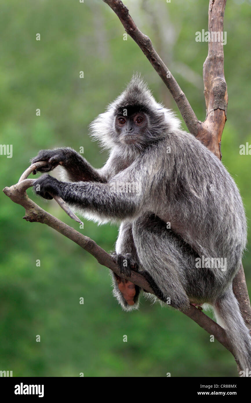 Silvery lutung on tree hi-res stock photography and images - Alamy