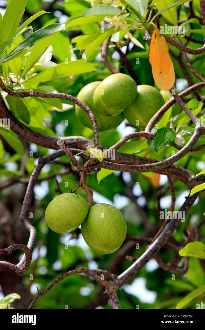 Fruit on a Suicide Tree, Pong-pong or Othalanga (Cerbera odollam), Kota ...