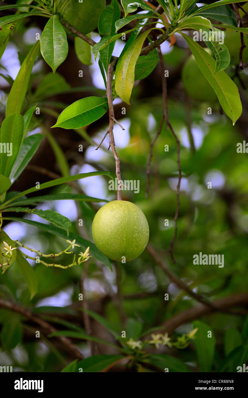 Suicide tree, Pong-pong, and Othalanga (Cerbera odollam), fruit, Kota ...