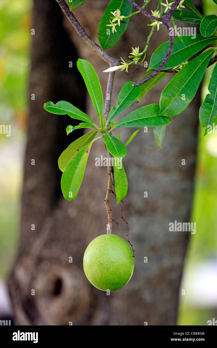 Suicide tree, Pong-pong, and Othalanga (Cerbera odollam), fruit, Kota ...