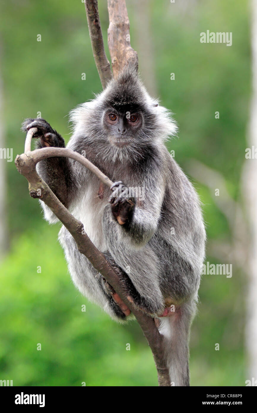 Silvery lutung monkey hi-res stock photography and images - Alamy