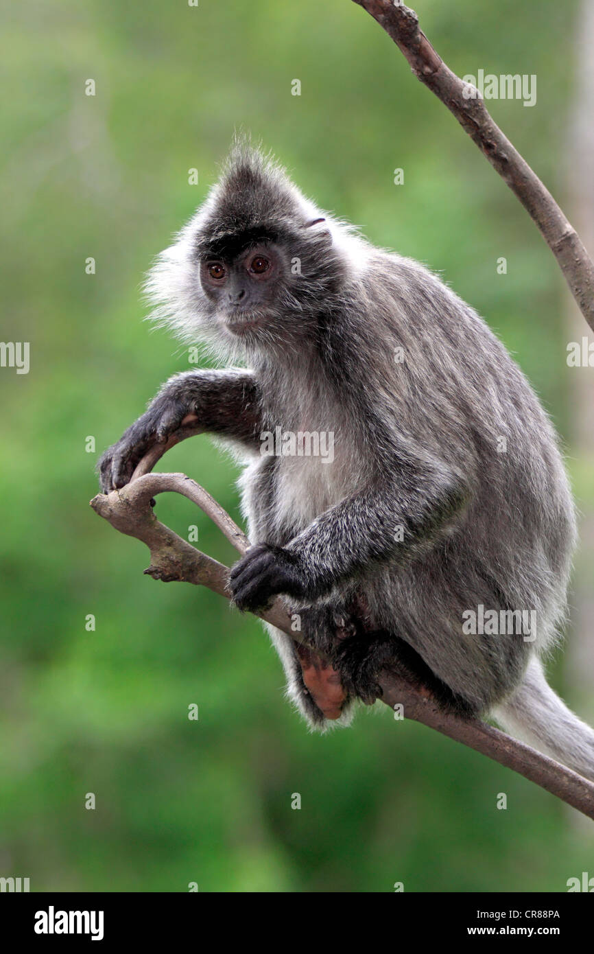 Silvery lutung, Silvered leaf monkey or Silvery langur (Trachypithecus ...