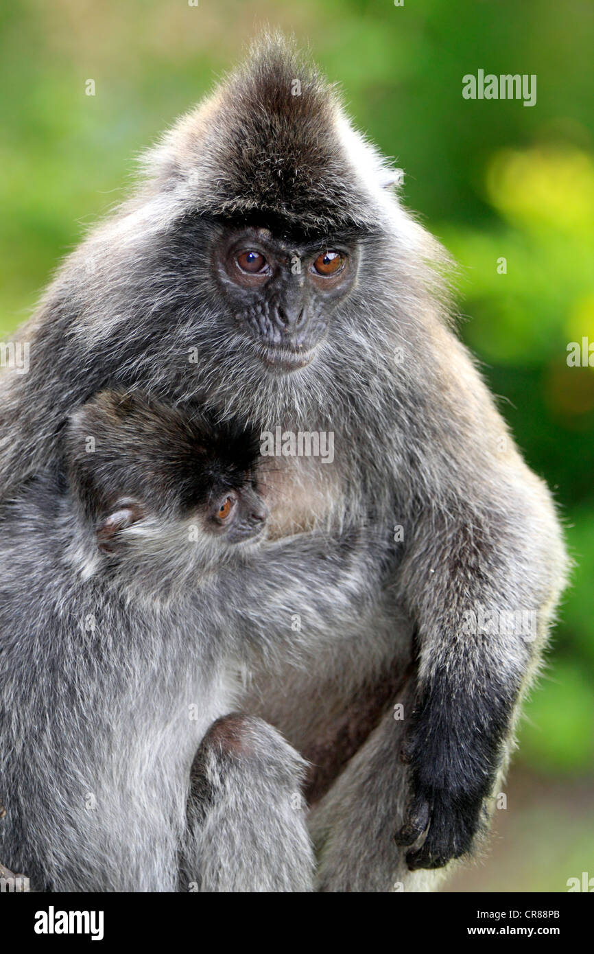 Silvered leaf monkey hi-res stock photography and images - Alamy