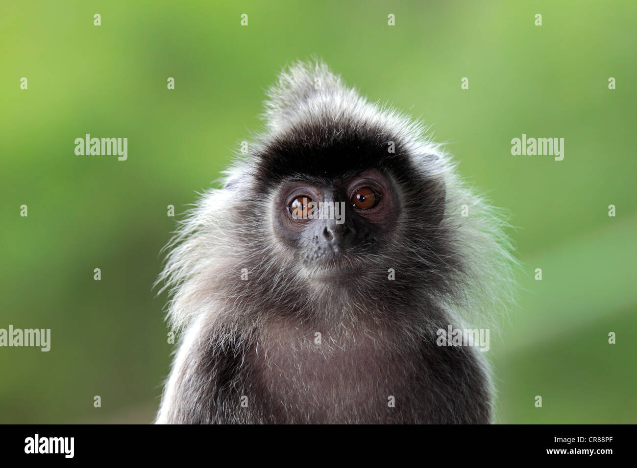 Silvery lutung, Silvered leaf monkey or Silvery langur (Trachypithecus ...
