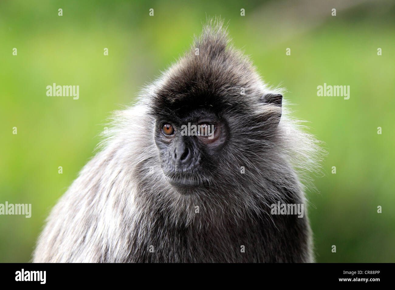 Silvery lutung, Silvered leaf monkey or Silvery langur (Trachypithecus ...