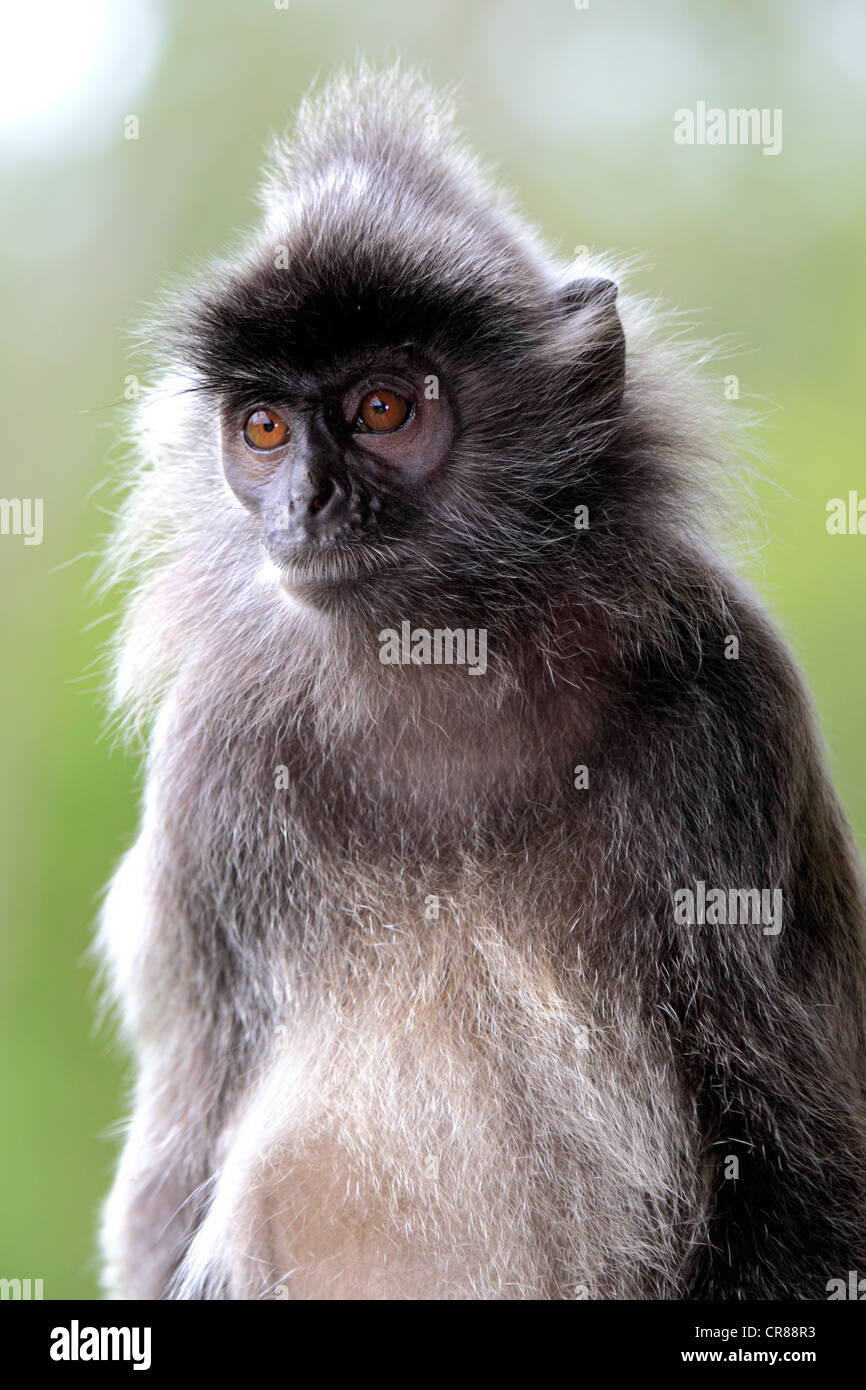 Silvered leaf monkey hi-res stock photography and images - Alamy