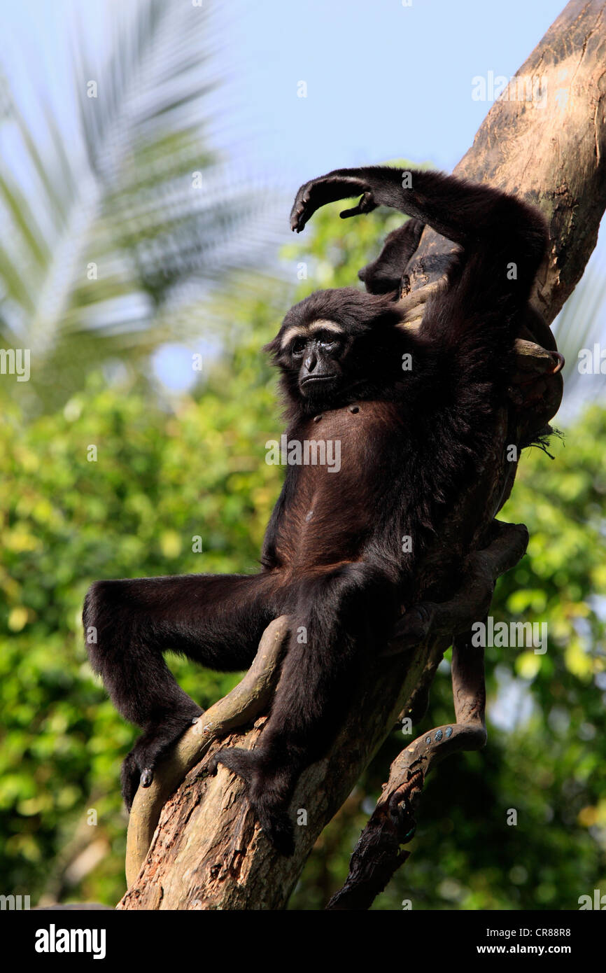 Agile gibbon or Black-handed gibbon (Hylobates agilis), Singapore, Asia ...