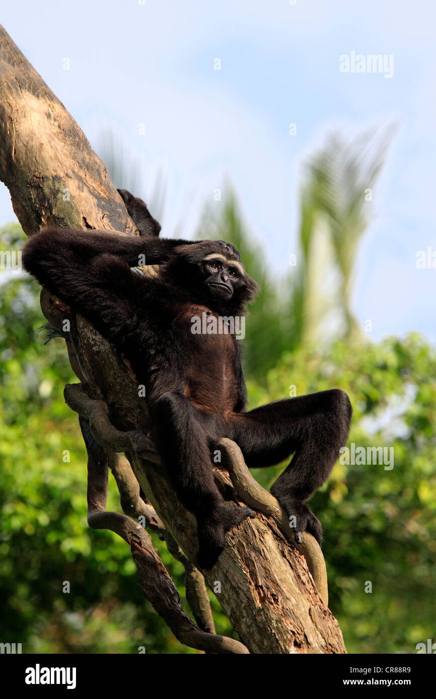Agile gibbon or Black-handed gibbon (Hylobates agilis), Singapore, Asia ...