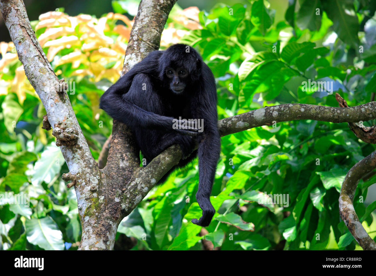 The red faced spider monkey or black spider monkey ateles paniscus hi ...
