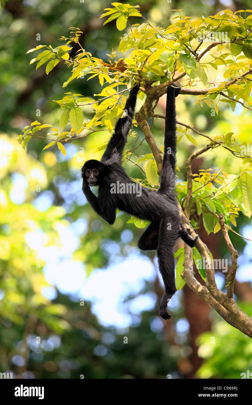 Peruvian spider monkey (Ateles chamek), hanging on tree, Singapore ...