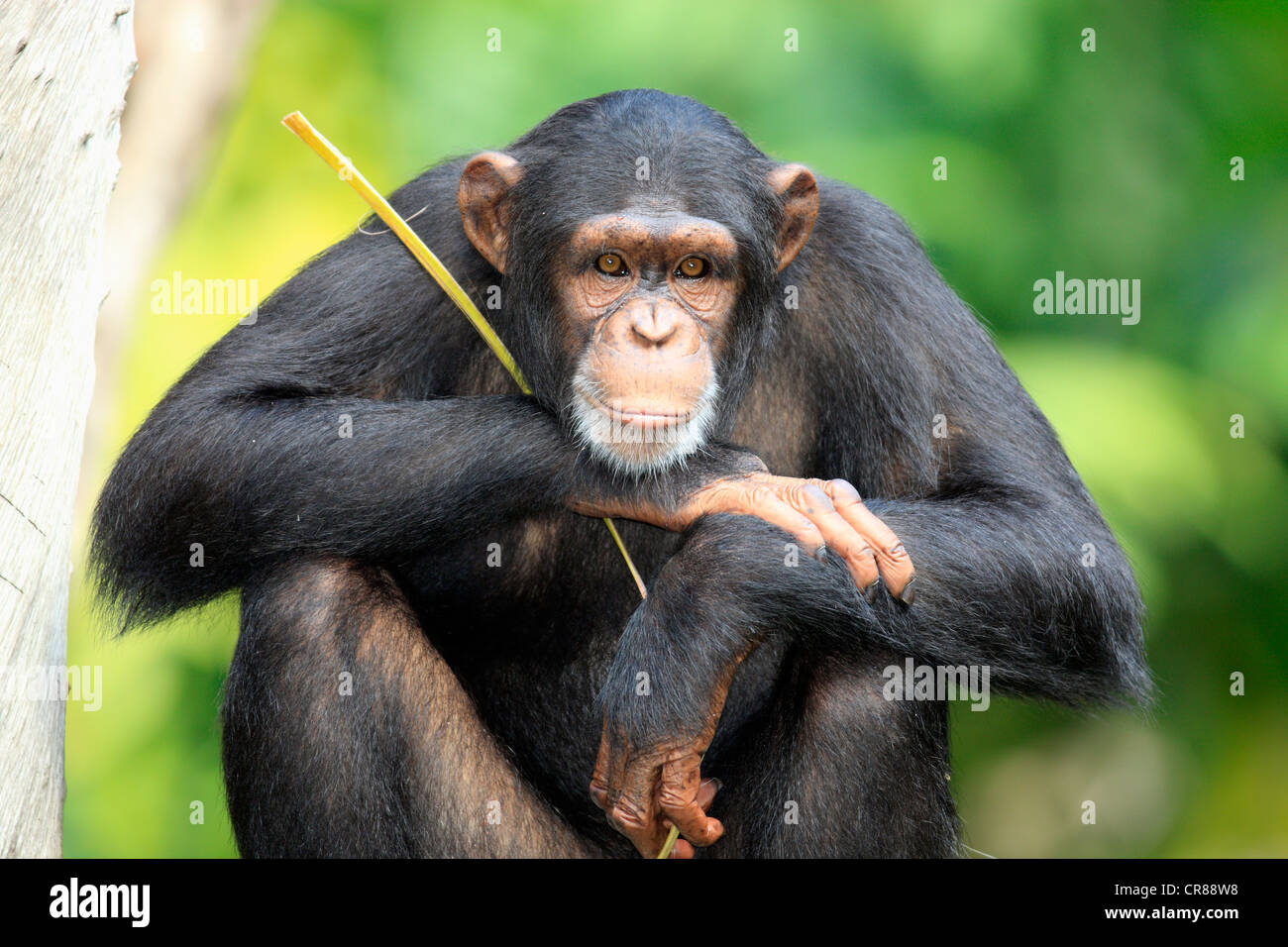 Adult chimpanzee hi-res stock photography and images - Alamy