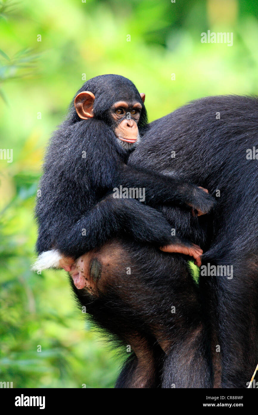 Adult female chimpanzee hi-res stock photography and images - Alamy