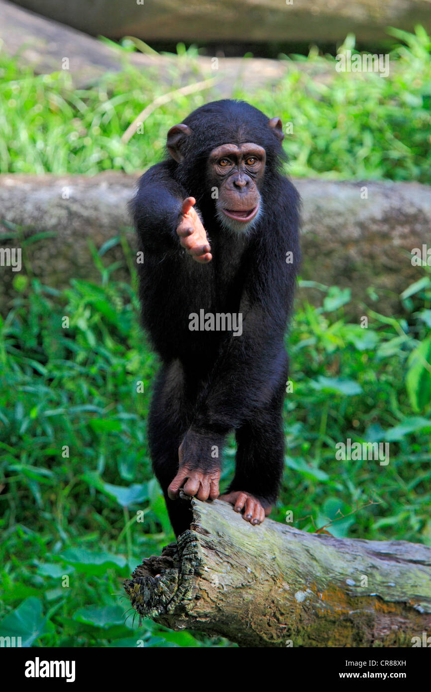 Chimpanzee (Pan troglodytes troglodytes), young, begging, Singapore ...