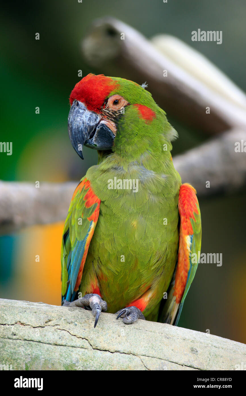 Red-fronted Macaw (Ara rubrogenys), Singapore, Asia Stock Photo - Alamy
