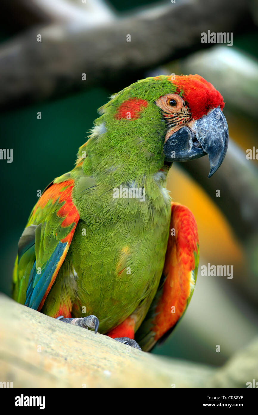 Red-fronted Macaw (Ara rubrogenys), Singapore, Asia Stock Photo - Alamy