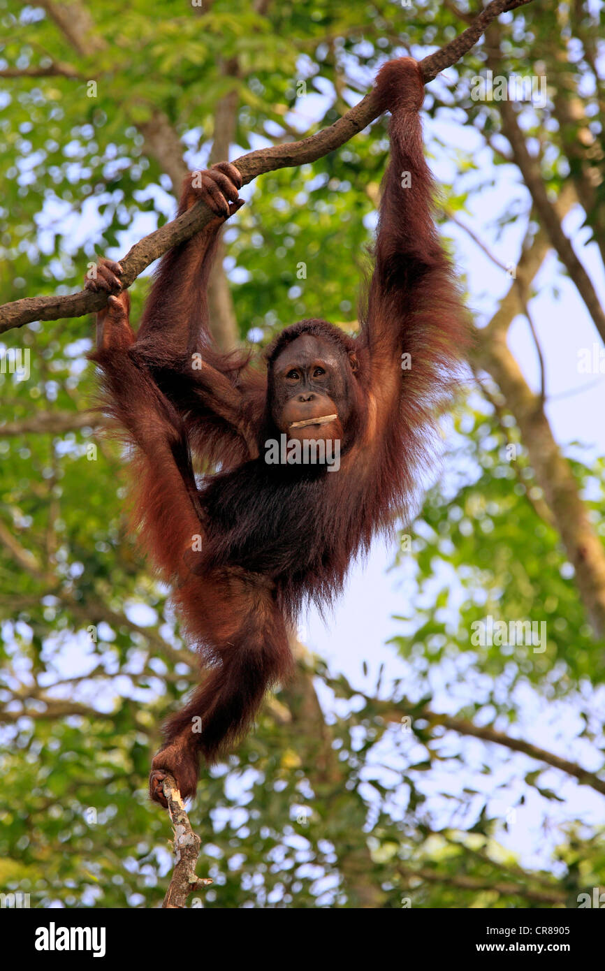 Bornean orangutan (Pongo pygmaeus), half-grown young climbing on tree ...