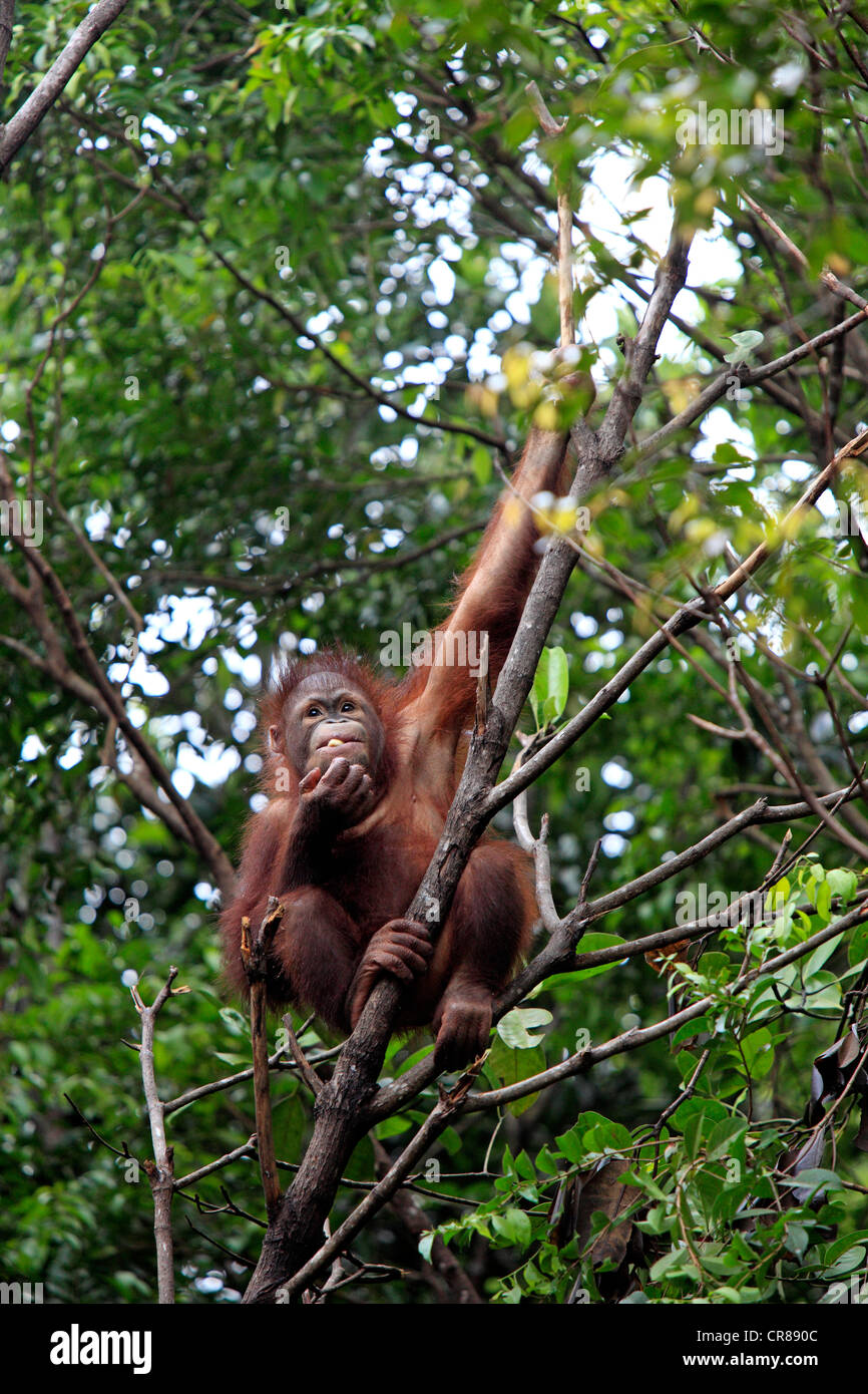 Orangutan (Pongo pygmaeus), half-grown young climbing tree, Sabah ...