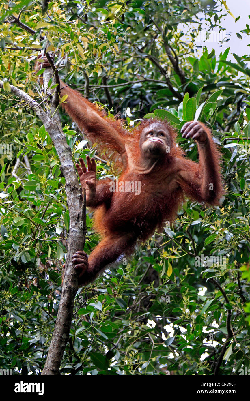 Orangutan (Pongo pygmaeus), half-grown young climbing tree, Sabah ...