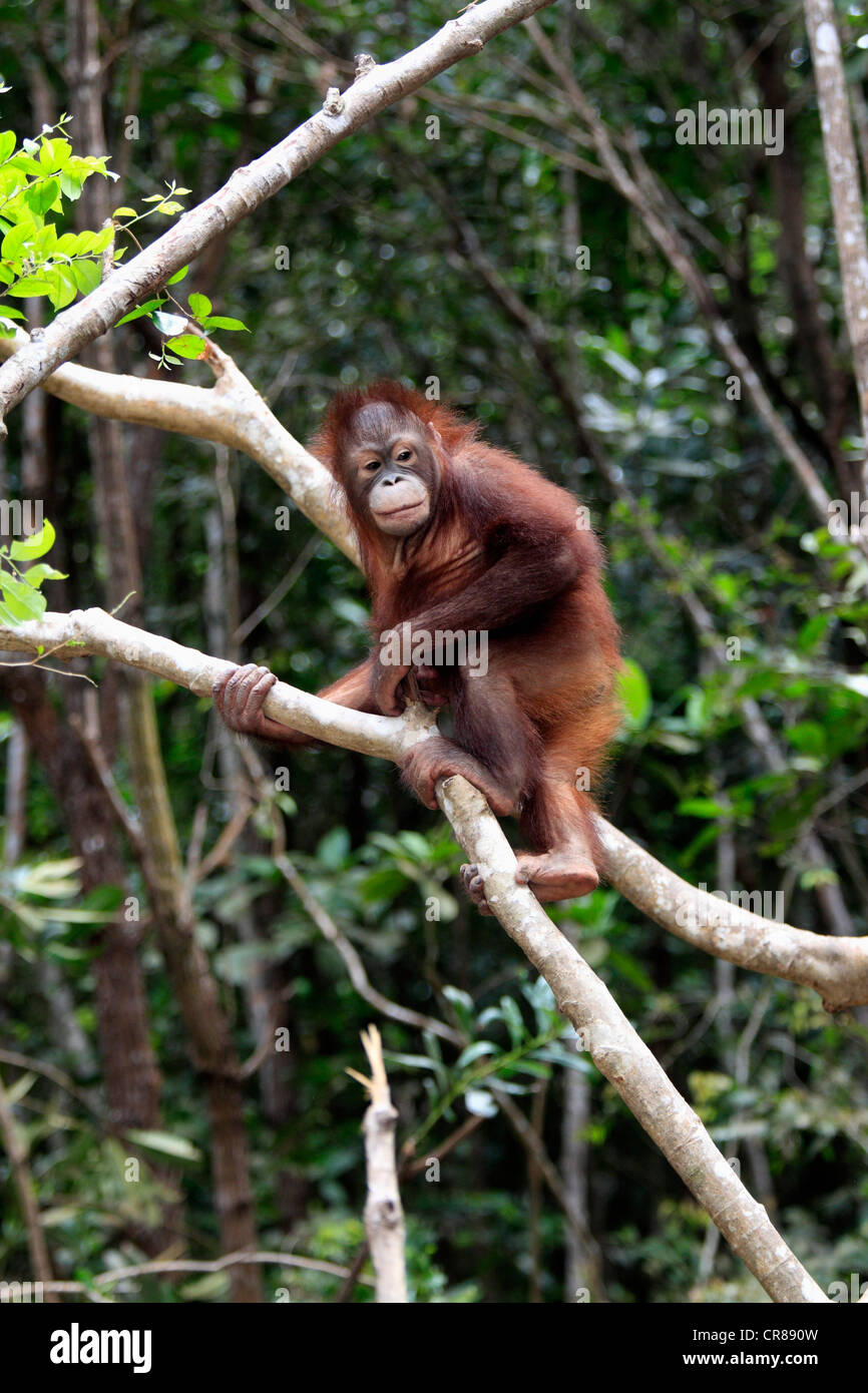 Orangutan (Pongo pygmaeus), half-grown young climbing tree, Sabah ...