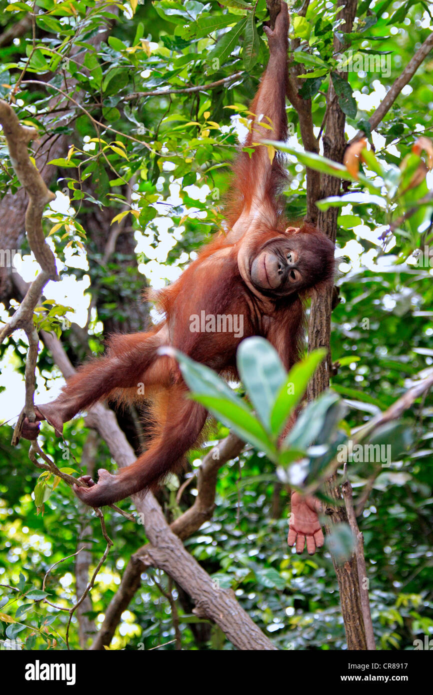 Orangutan (Pongo pygmaeus), half-grown young climbing tree, Sabah ...