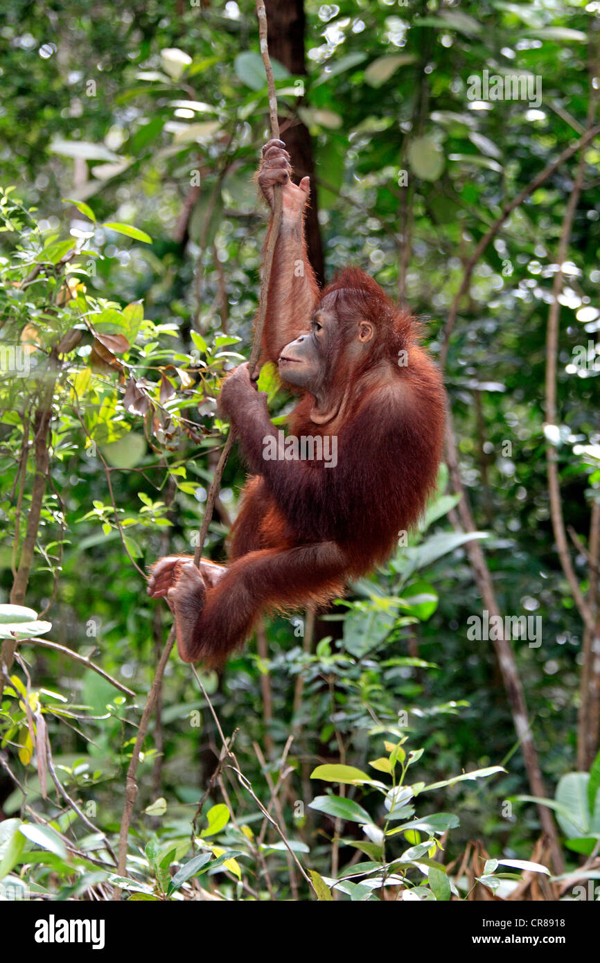 Orangutan (Pongo pygmaeus), half-grown young climbing tree, Sabah ...