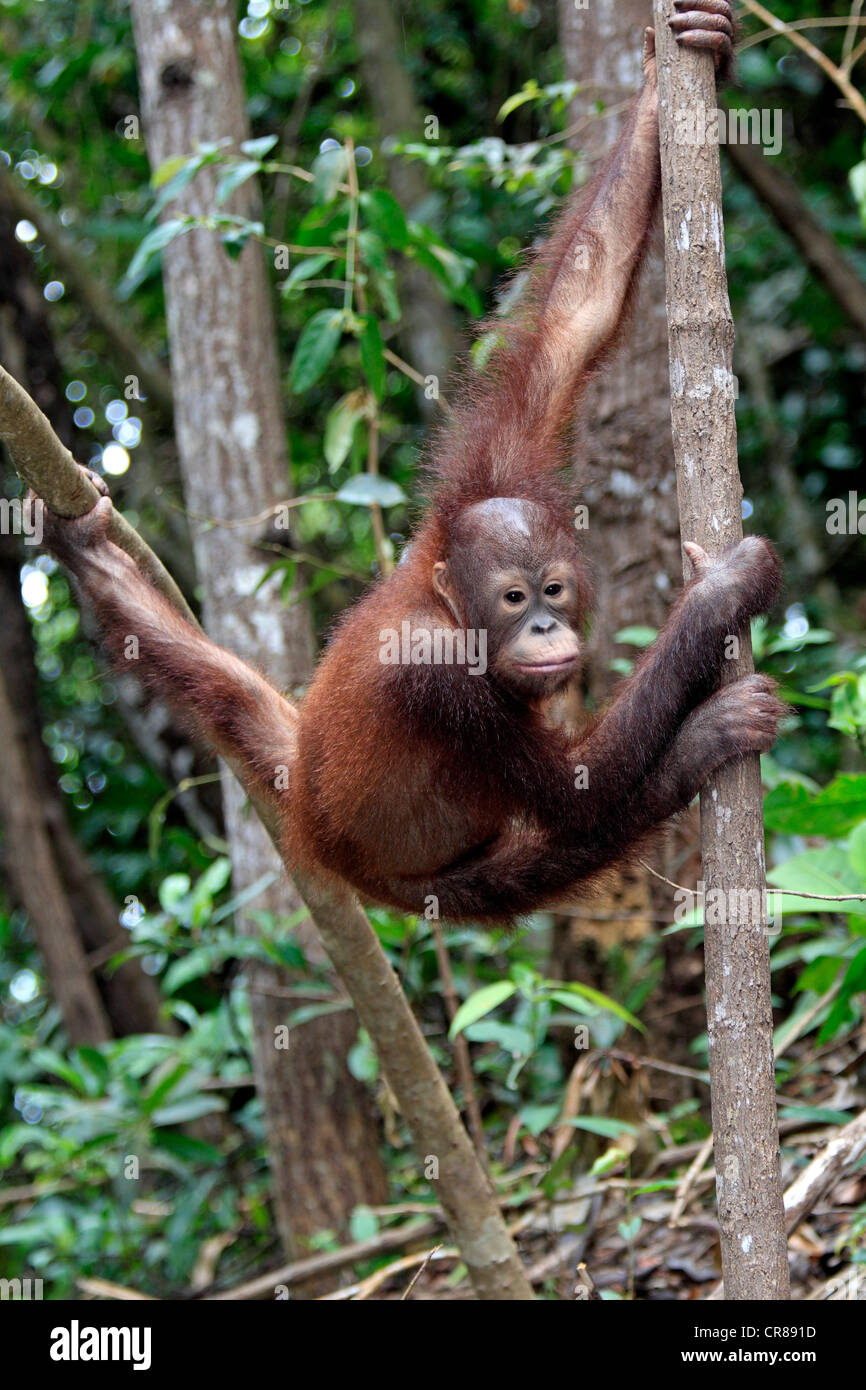 Orangutan (Pongo pygmaeus), half-grown young climbing tree, Sabah ...